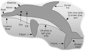 index [www.drimnin.com]
